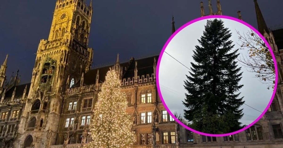 Das ist er: Alle Details zum neuen Münchner Christbaum!